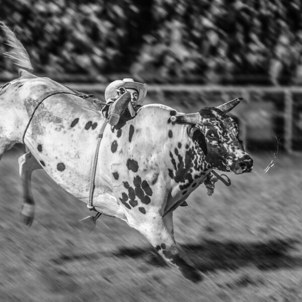 Marketing is To Bull Riding | Dealer Talk